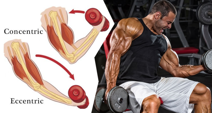 The Bench Press - Bodybuilding Universe