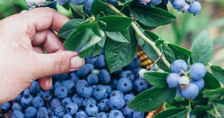 Are Blueberries Acidic? Do They Ok for Acid Reflux? - Bodybuilding Universe