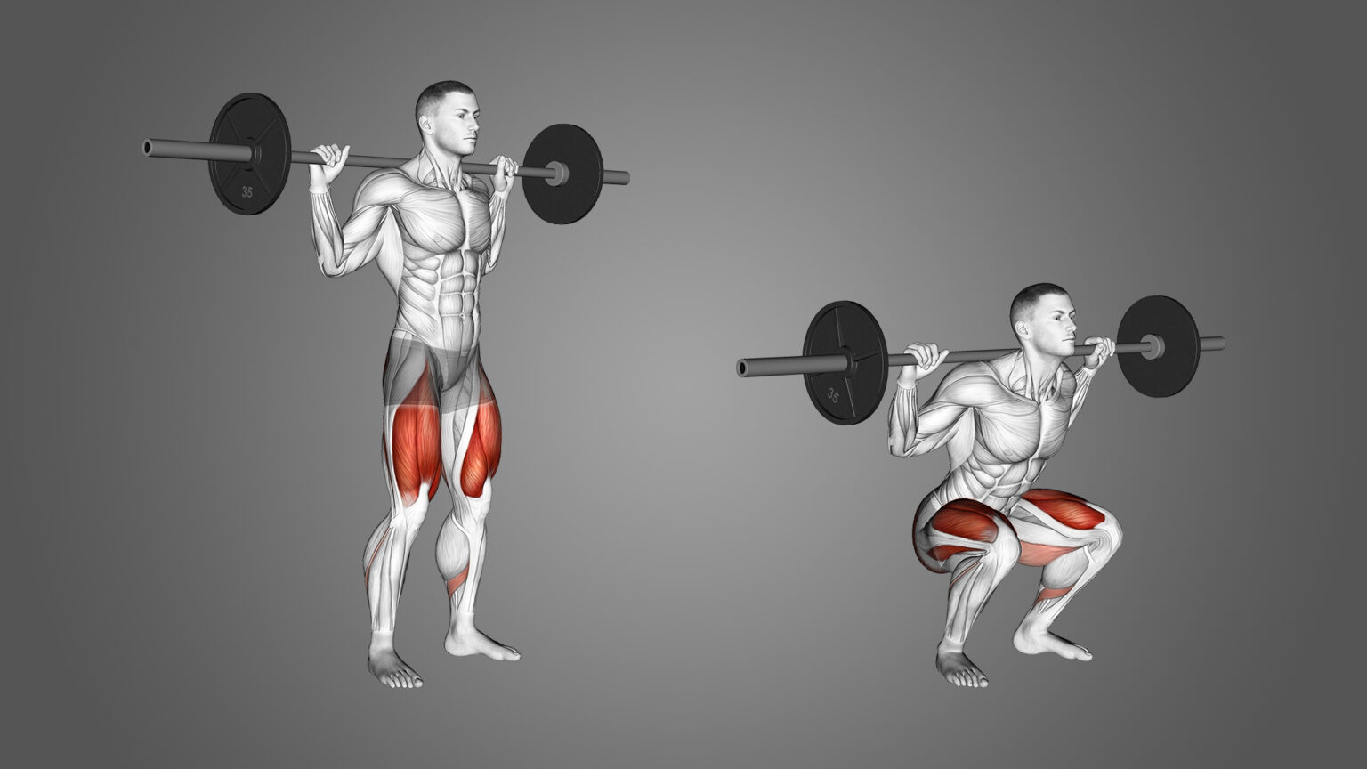The Squat - Bodybuilding Universe